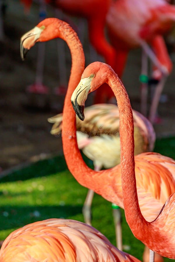 Flamboyance of Flamingos stock photo. Image of vertebrates - 65351128