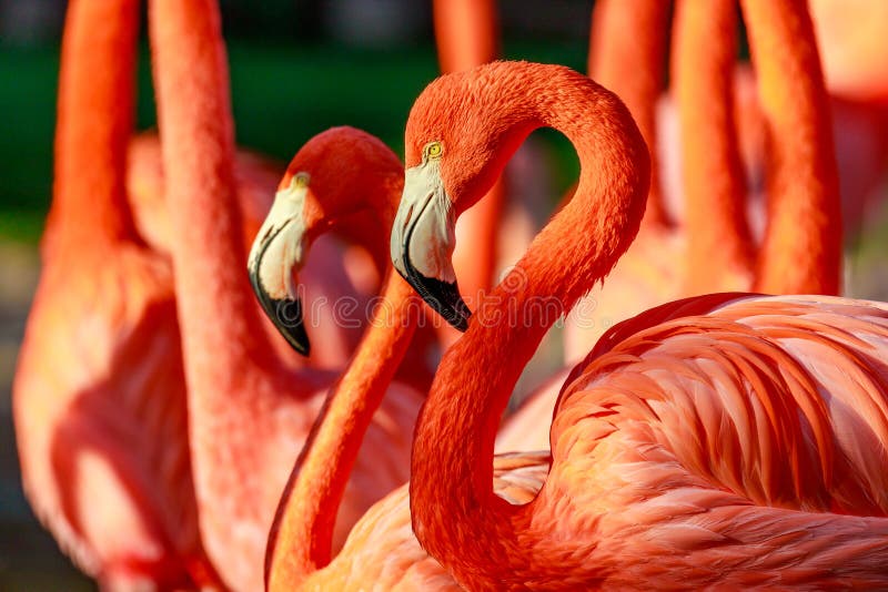 Flamboyance of Flamingos stock image. Image of united - 65351163