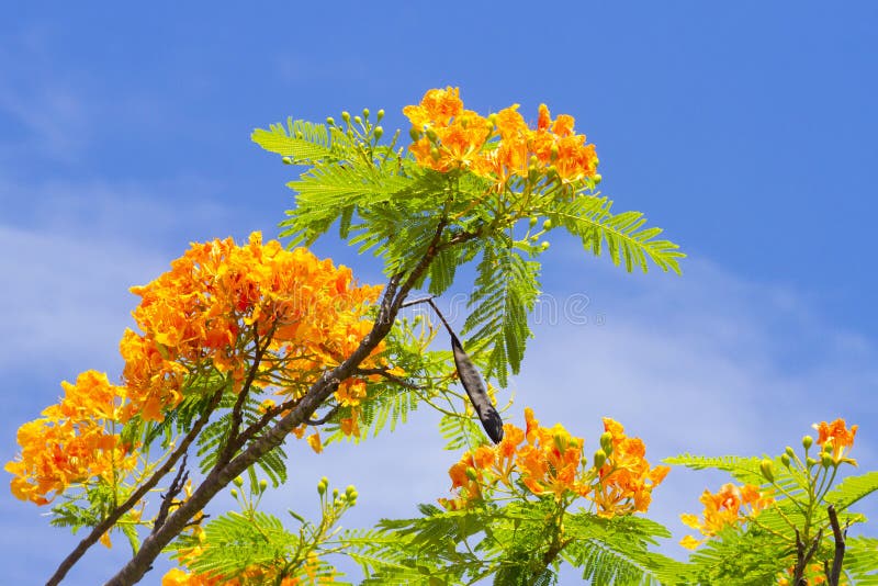 Blue Flamboyant Tree