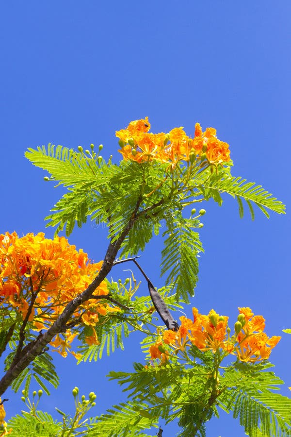 Flamboyant stock image. Image of yellow, tourism, vivid - 45708395