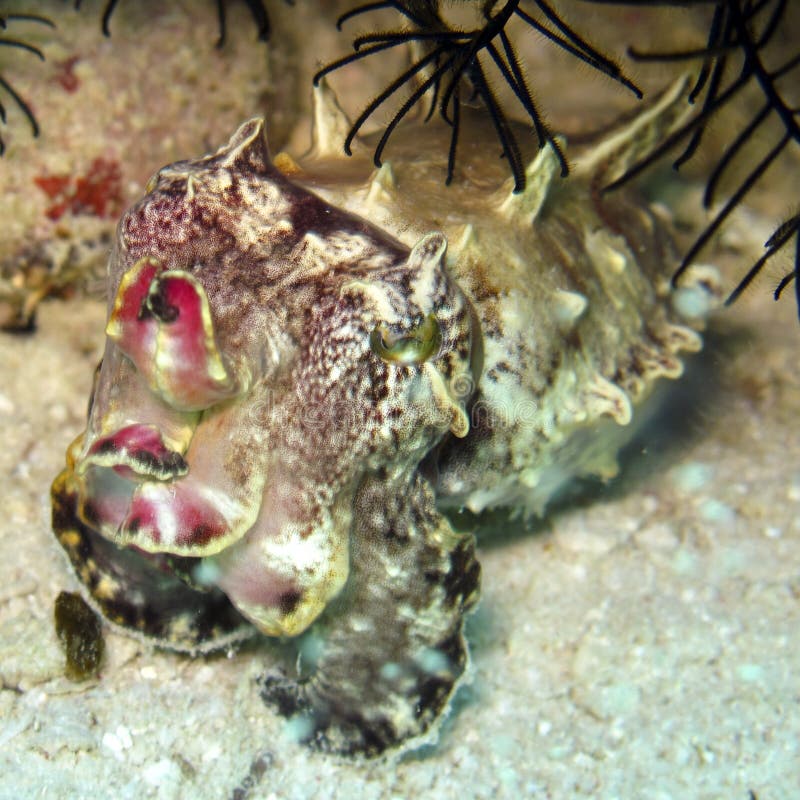 Flamboyant Cuttlefish, Metasepia Pfefferi. Bangka, Indonesia Stock ...
