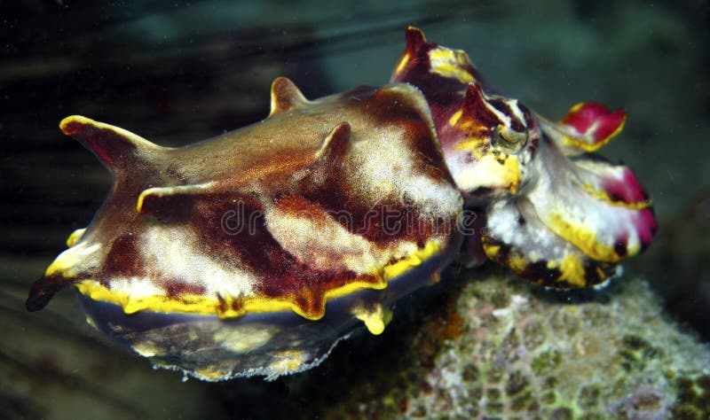 Flamboyant cuttlefish stock photo. Image of nature, natural - 2409412