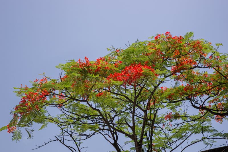 Flamboyant Flower Against Blue Sky Stock Photo - Image of floral ...