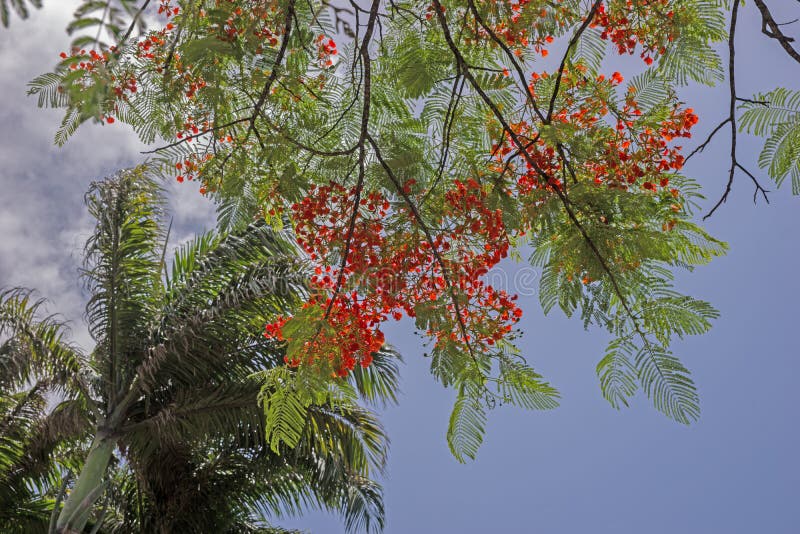 Flamboyant Flower Against Blue Sky Stock Photo - Image of stem, petal ...