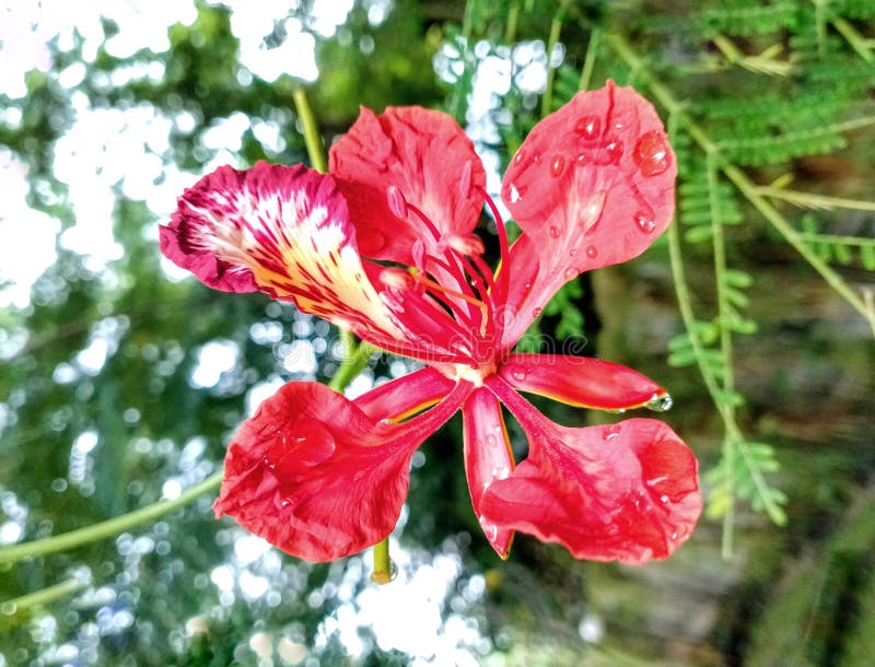 Flamboyant Flower & X28;Delonix Regia& X29; or Flamboyant Fire Tree ...