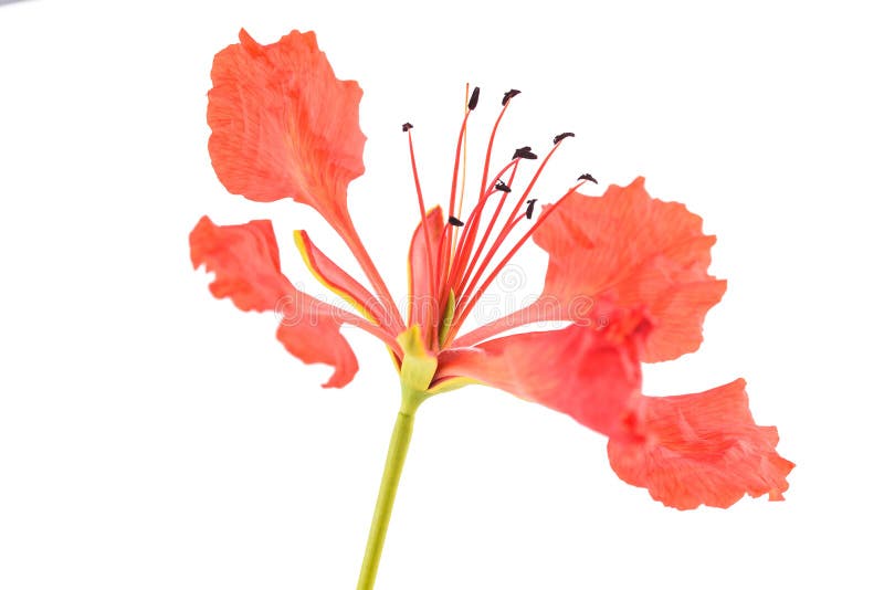 Flamboyant flower stock image. Image of flamboyant, flower - 379283751