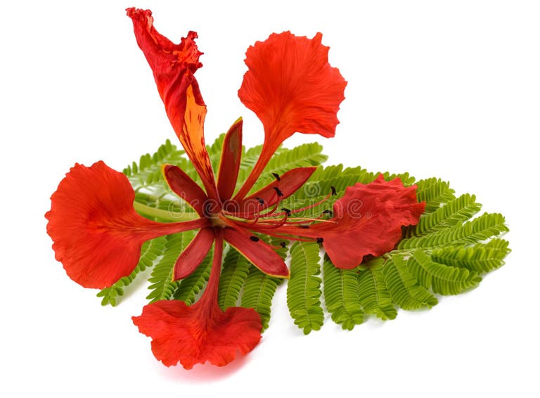 Flamboyant flower and leaf stock photo. Image of royal - 390145938