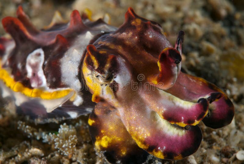 Inktvissen stock foto. Image of exploratie, weekdier - 24638866