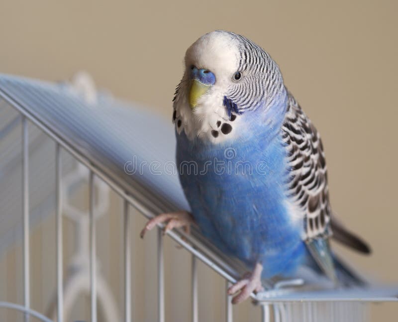 Flamboyant Parrot Melopsittacus Undulatus Picture. Image: 13874943