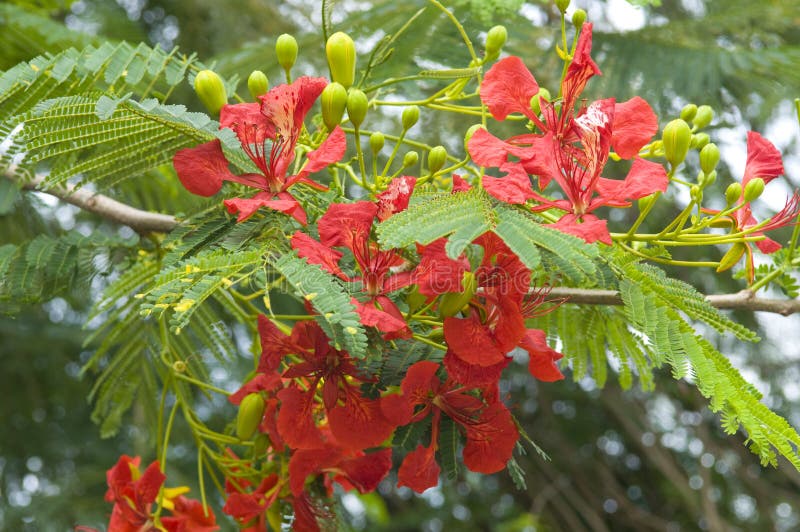 Flamboyant tree stock image. Image of flowers, tree, nature - 10227043