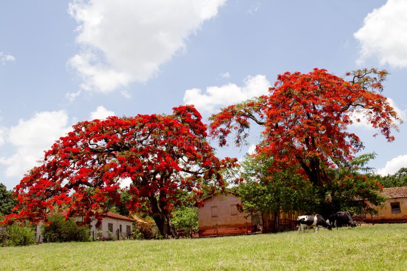 Royal Poinciana Tree stock image. Image of regia, house - 20946985