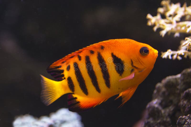The Flame Angel Fish. stock photo. Image of tail, animal - 15332176