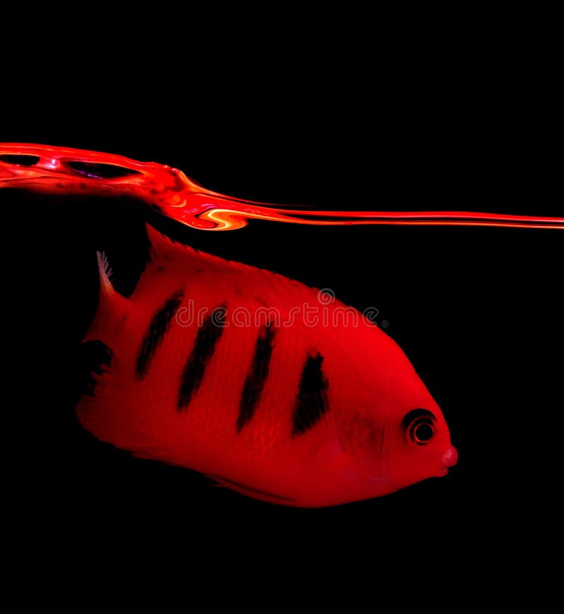 The Flame Angel Fish. stock photo. Image of tail, animal - 15332176