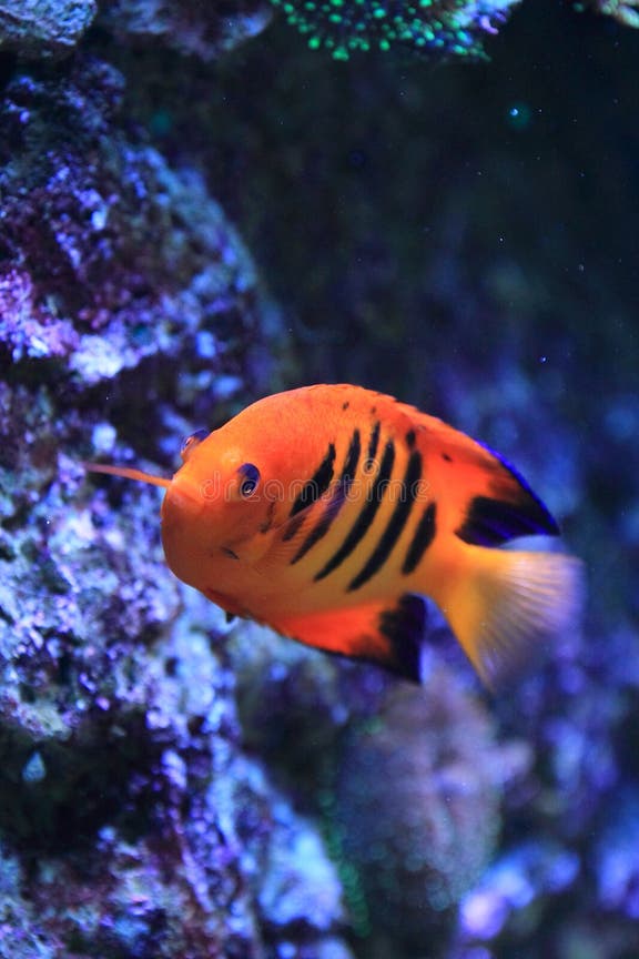 Flame angelfish stock image. Image of marine, pacific - 29283391