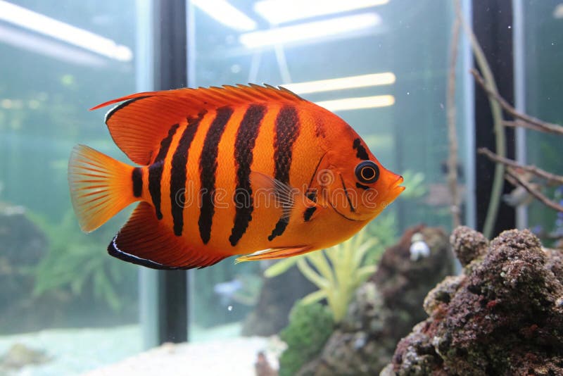 Flame Angelfish in Aquarium Stock Illustration - Illustration of ...