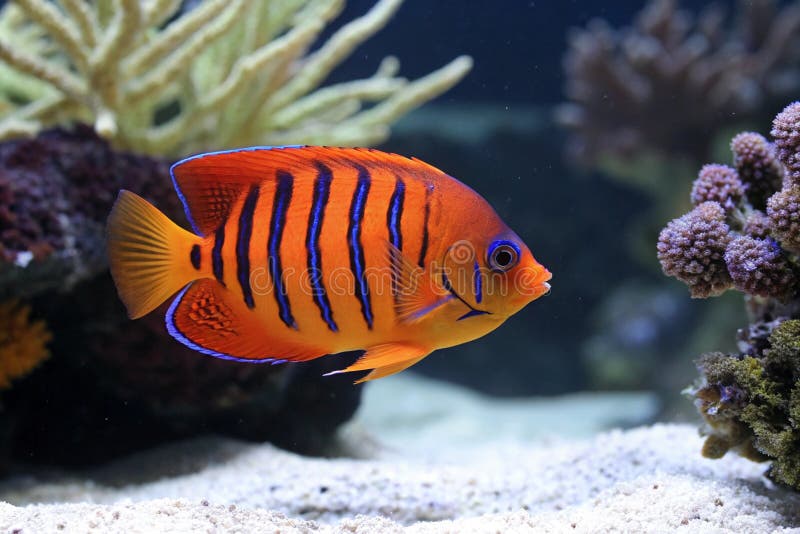 Flame Angelfish in Aquarium Stock Illustration - Illustration of pets ...