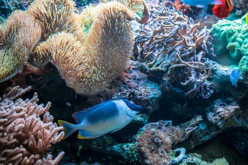 Flame Angelfish and Magnificent Rabbitfish Stock Image - Image of ...