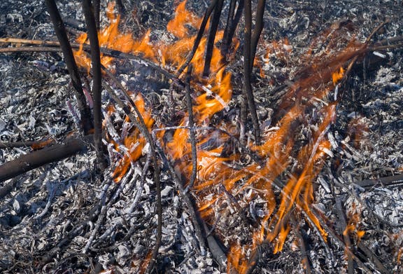 Flame and ash 1 stock photo. Image of forest, firewood - 20122042