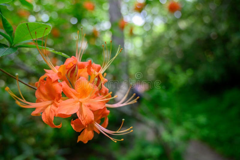 Azalea Bloom with Yellow Butterfly Sampling Pollen Stock Image - Image ...