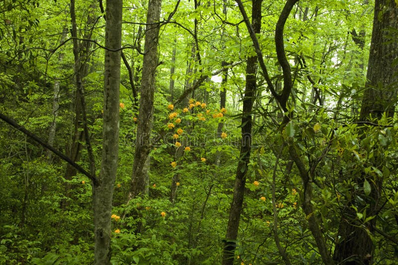Flame Azalea, Pisgah Nat. Forest Stock Image - Image of scenic ...