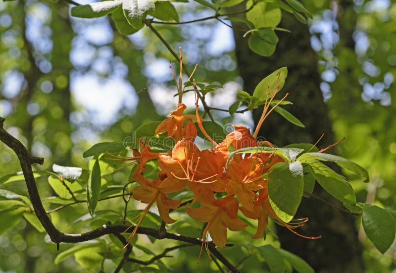 Flame Azalea in the the Spring Stock Image - Image of wilderness, wild ...