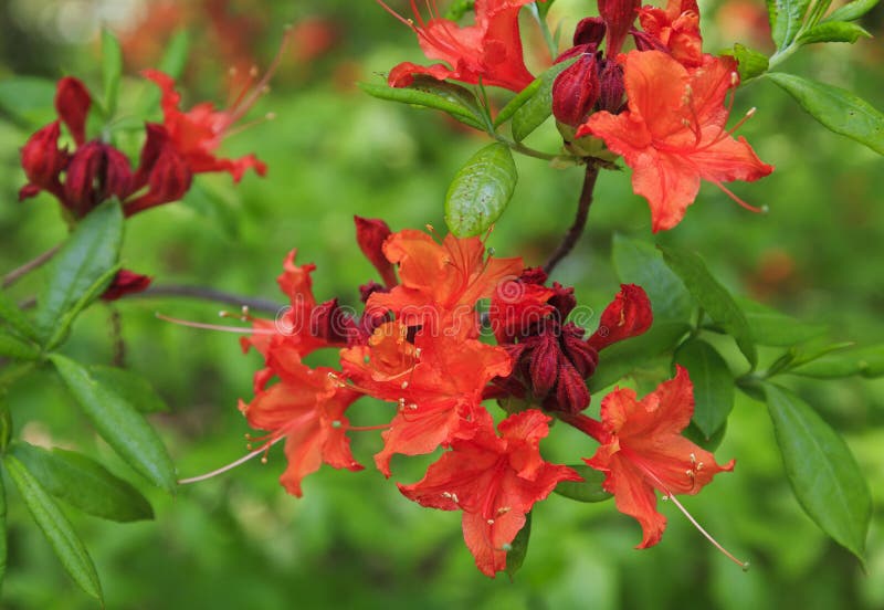 Flame Azaleas Appalachian Mountains North Carolina Stock Photo - Image ...