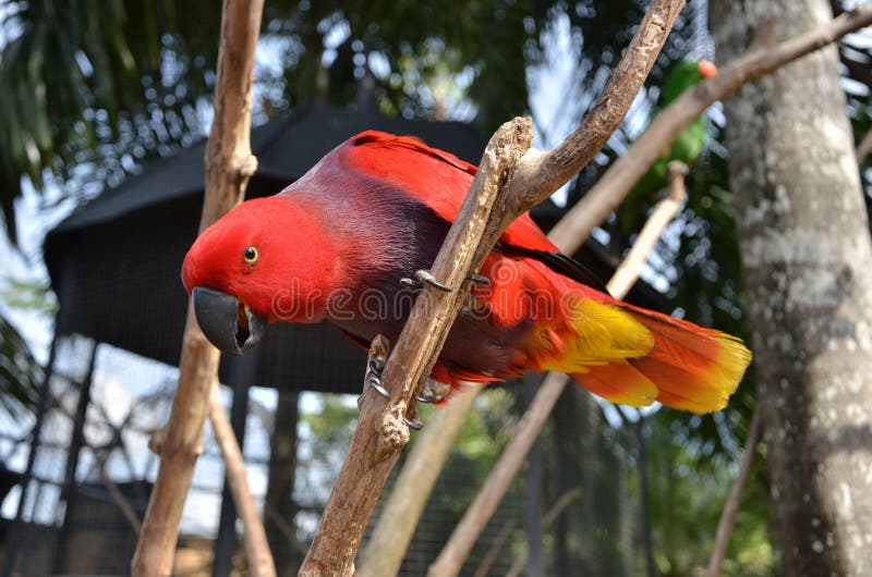 Flame bird stock image. Image of tropic, arts, family - 50302995