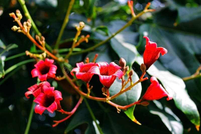 Flame Bottletree Brachychiton Acerifolius Stock Image - Image of ...