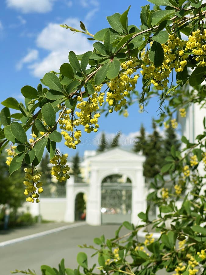A Flame Burning in a Brazier in the Dark Stock Image - Image of leaf ...