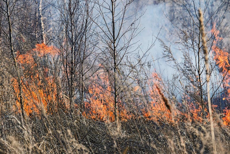 Flame burns dry vegetation stock image. Image of flame - 68957605