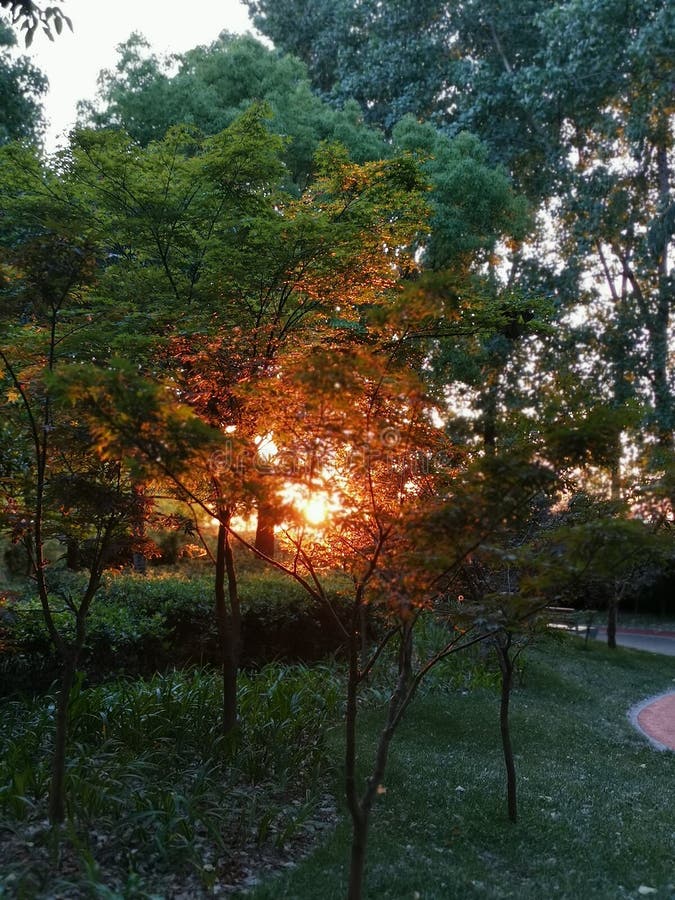 Flame dusk stock image. Image of sunset, looks, dusk - 163455431