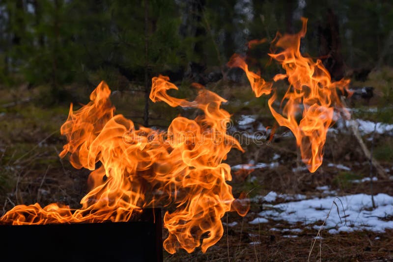 Flame fire bonfire forest stock photo. Image of pattern - 146152674