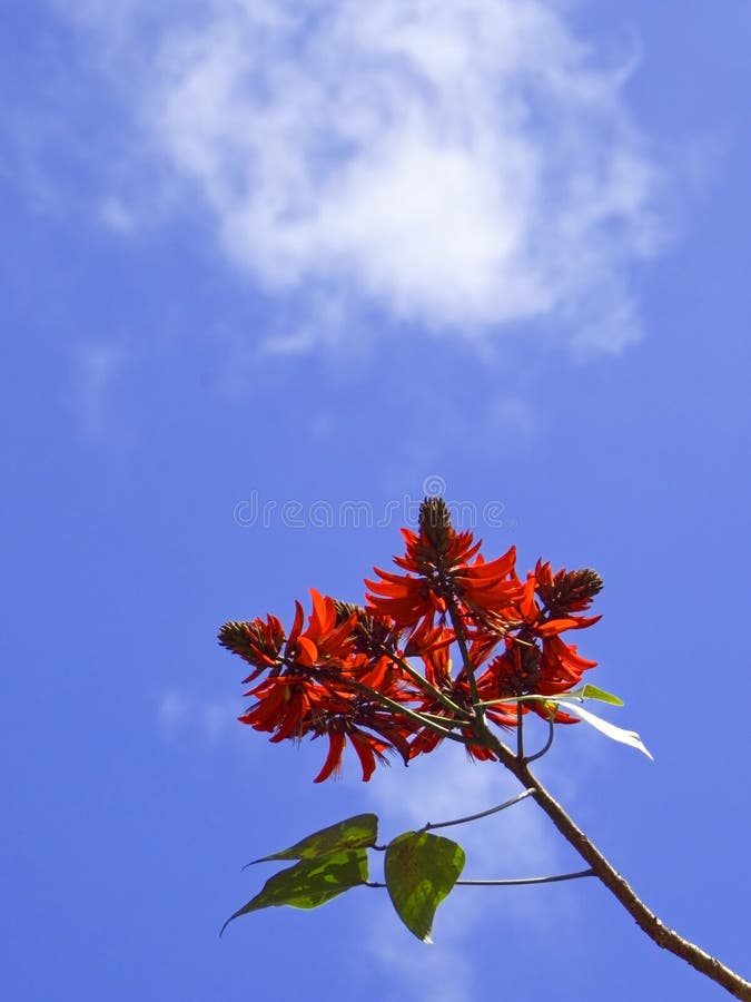 Flame of the Forest Tropical Caribbean Flower Stock Image - Image of ...