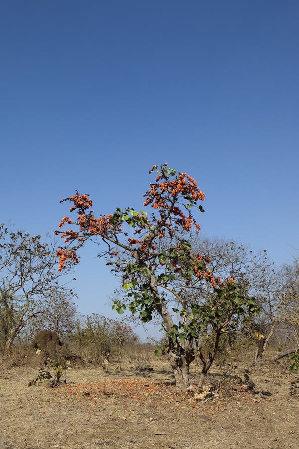 Flame of the forest stock photo. Image of butea, kesudo - 23728146