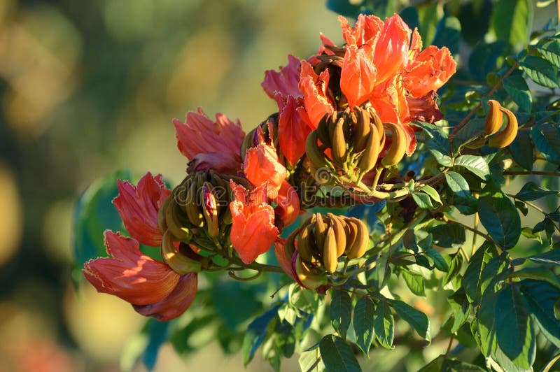 Flame of the Forest,African Tulip Tree Stock Image - Image of flame ...
