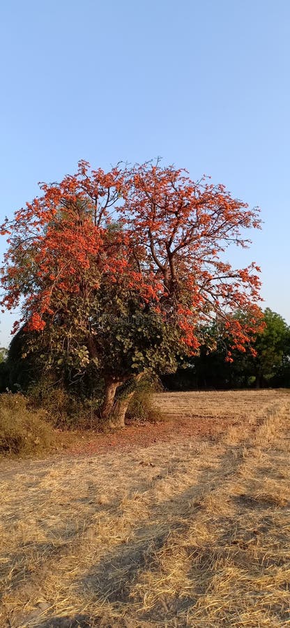 Flame of the Forest, Kesudo Tree, Palash Tree. Stock Photo - Image of ...