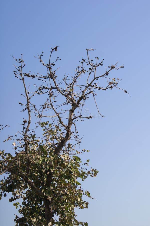 430 Forest Palash Photos - Free & Royalty-Free Stock Photos from Dreamstime