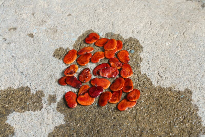 Flame-of-the-forest seeds stock image. Image of nature - 190327753