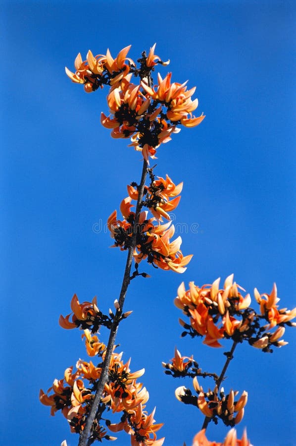 Indian Flowers Flame of Forest Tree Butea Monosperma India Stock Photo ...