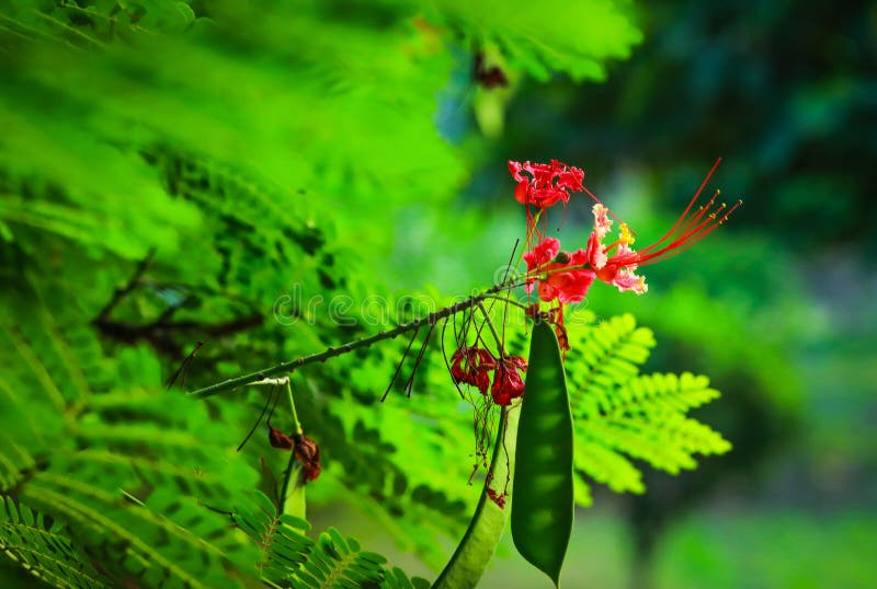 Butea monosperma stock image. Image of butea, forest - 190332821