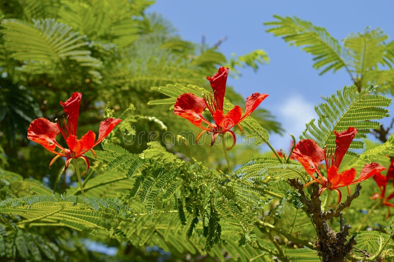 Flame of the forest tree stock photo. Image of islands - 190266100