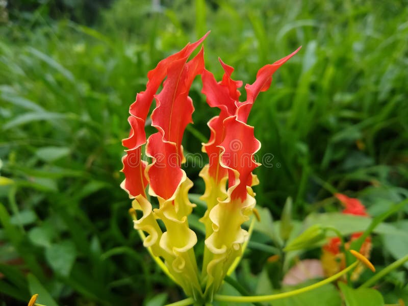 415 Gloriosa Superba Stock Photos - Free & Royalty-Free Stock Photos ...