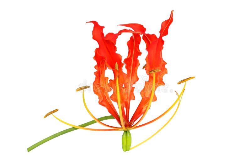 Flame Lily, Fire Lily, Gloriosa Flower Isolated on White Background ...