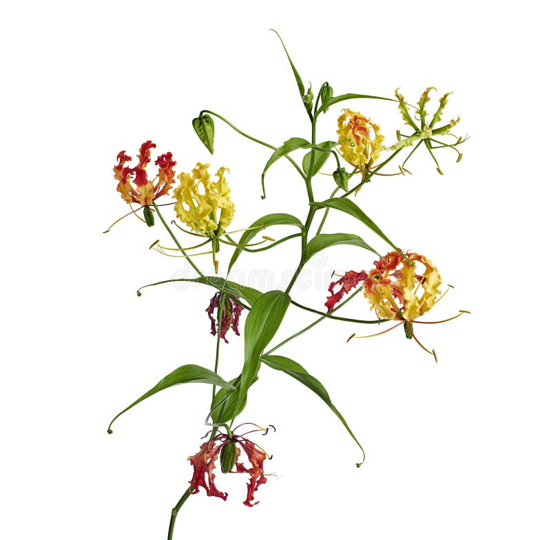 Flame Lily, Fire Lily, Gloriosa Superba Flower Isolated on White ...