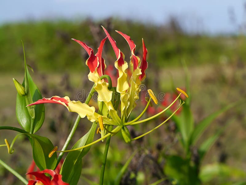 Flame Lily Flower with Blur Background. Stock Photo - Image of flora ...