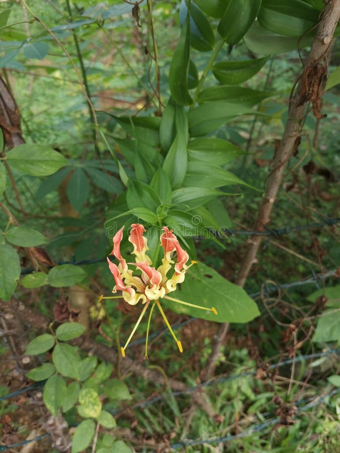 Plant Niyagala Stock Photos - Free & Royalty-Free Stock Photos from ...