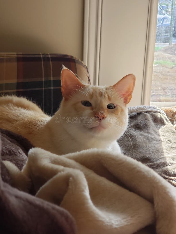 Flame Point Siamese Cats