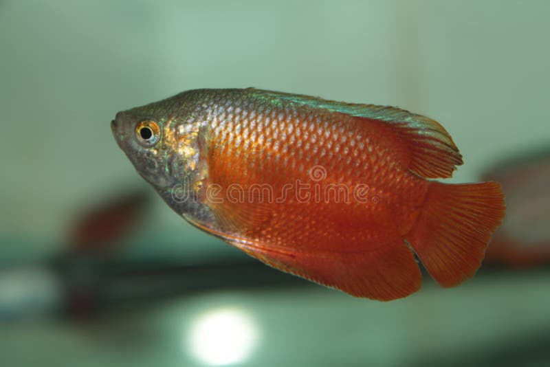 Flame Red Dwarf Gourami Aquarium Fish Stock Image - Image of tropical ...