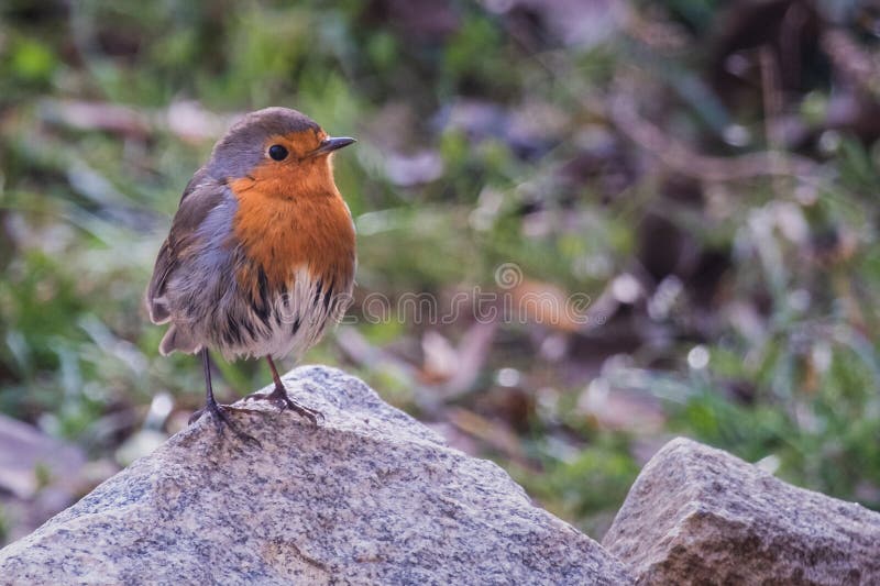 Flame Robin - Petroica Phoenicea - Australian Brightly Red Small Song ...