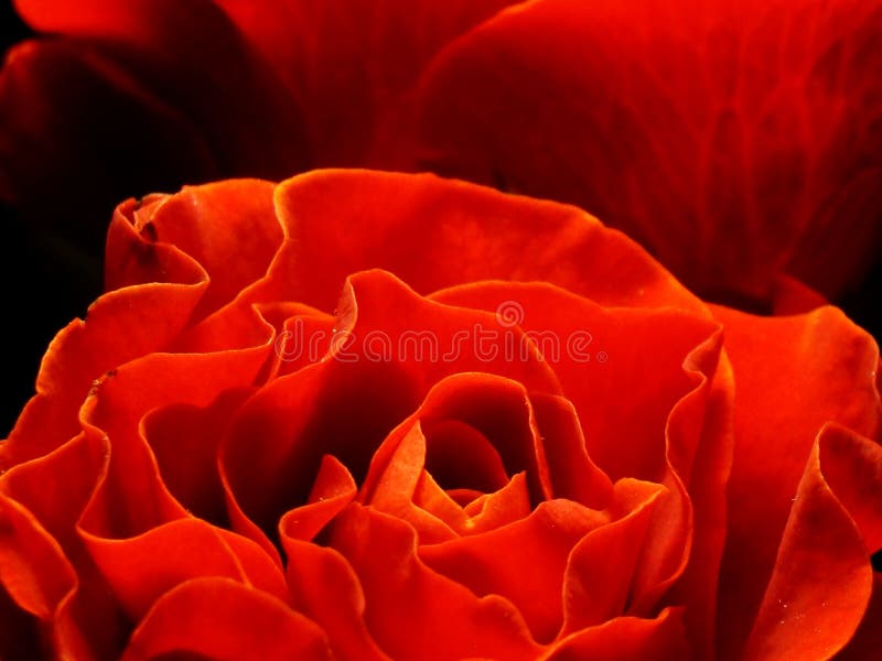The flame of the rose. stock image. Image of macro, passionate - 112314159